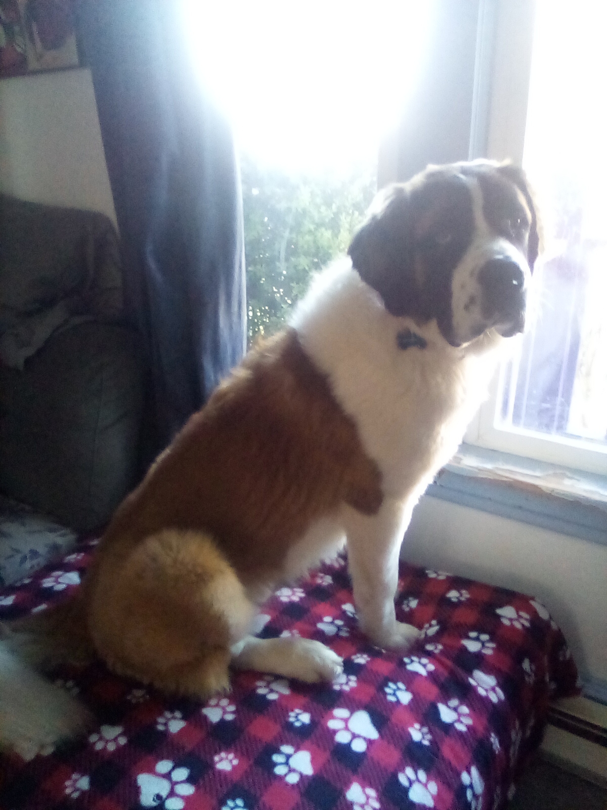 Hazel & Milhouse aka Meatball 3/20/22 - Saint Bernard Rescue Foundation ...