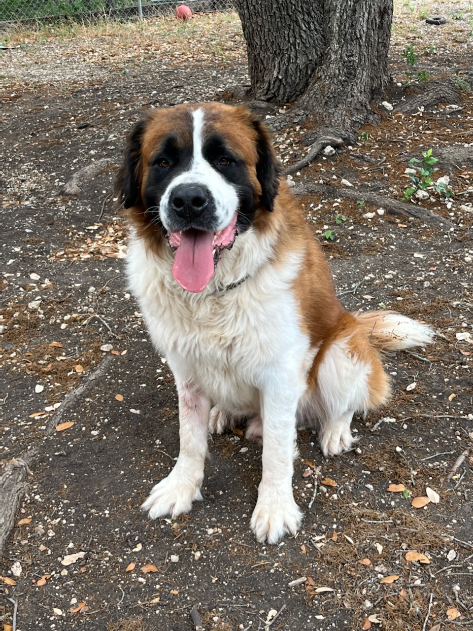 Toven Adopted 10/01/22 - Saint Bernard Rescue Foundation, Inc.