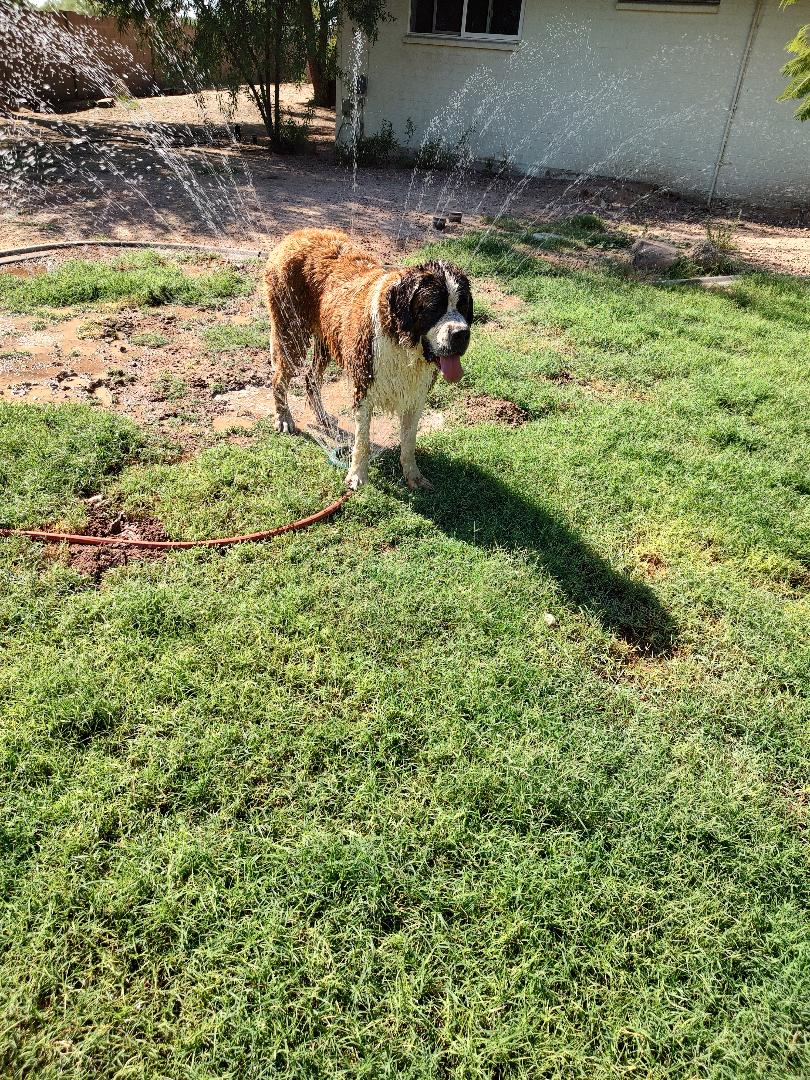 Bear - Adopted 05/06/23 - Saint Bernard Rescue Foundation, Inc.