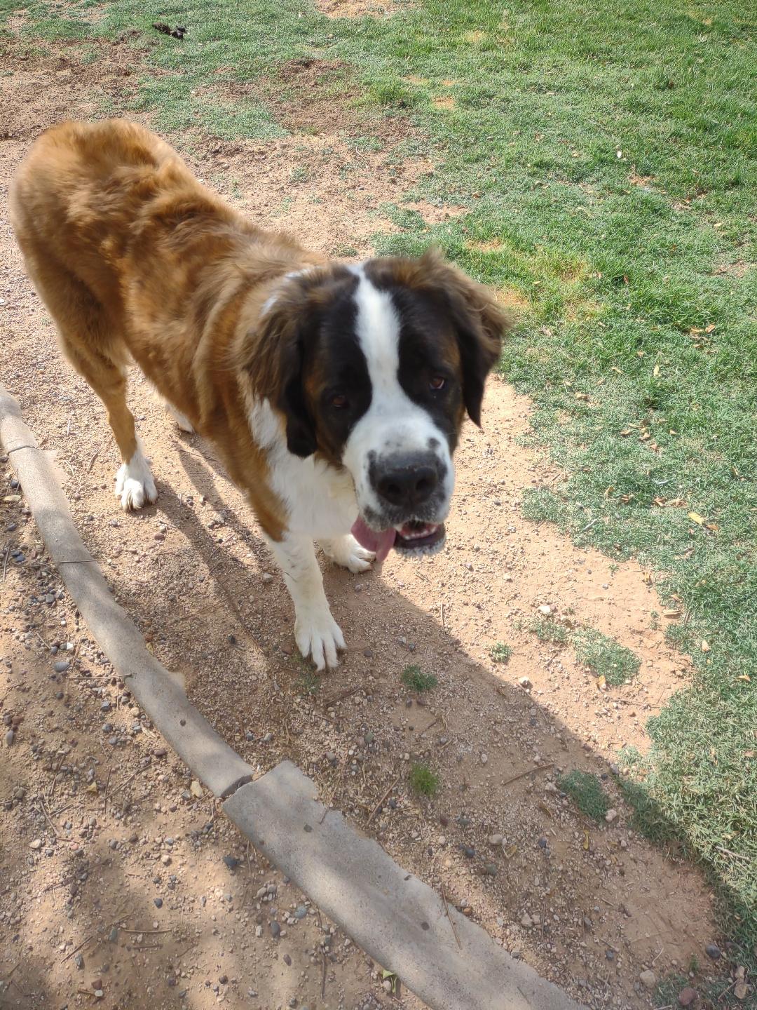 Bear - Adopted 05/06/23 - Saint Bernard Rescue Foundation, Inc.