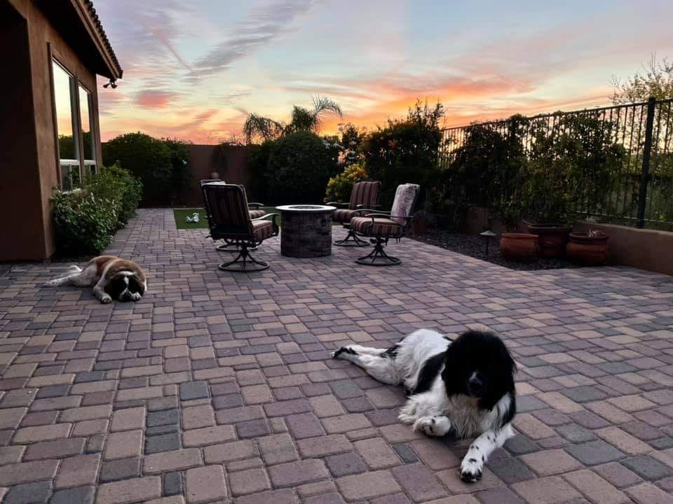 Cookie - Adopted 04/09/21 - Saint Bernard Rescue Foundation, Inc.