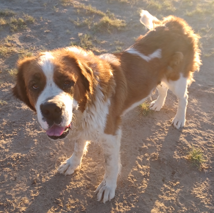 Lucy - Saint Bernard Rescue Foundation, Inc.