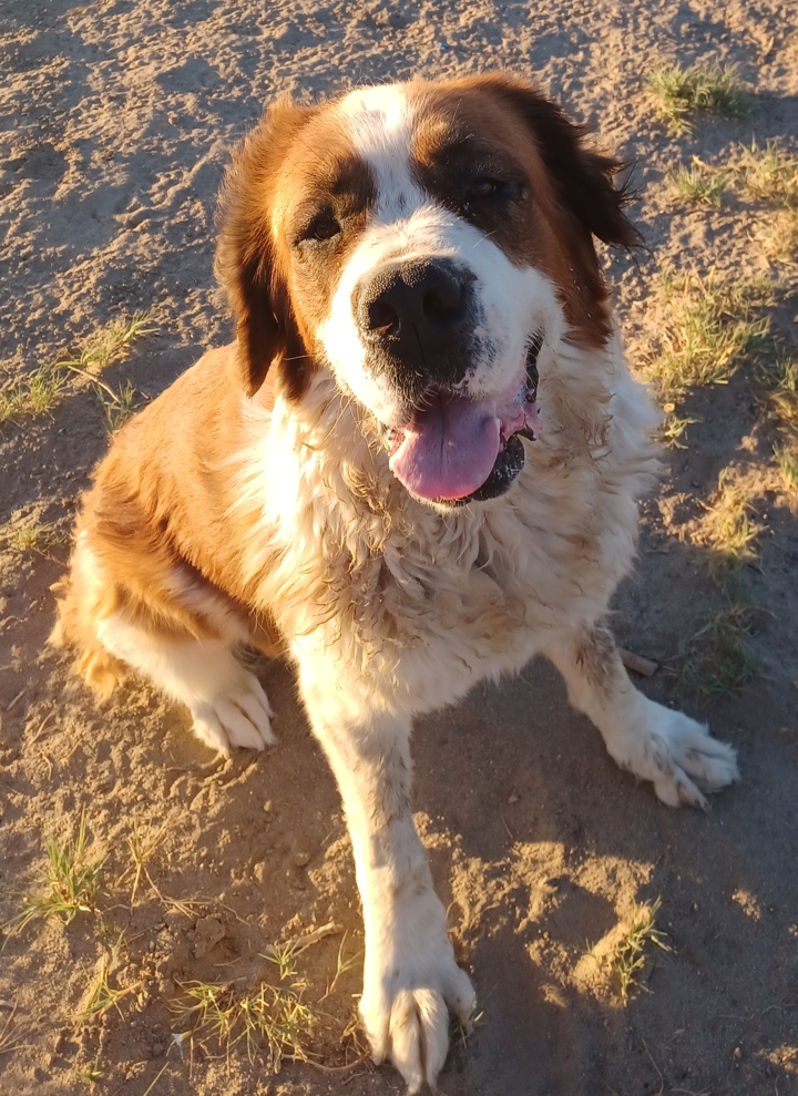 Lucy - Saint Bernard Rescue Foundation, Inc.