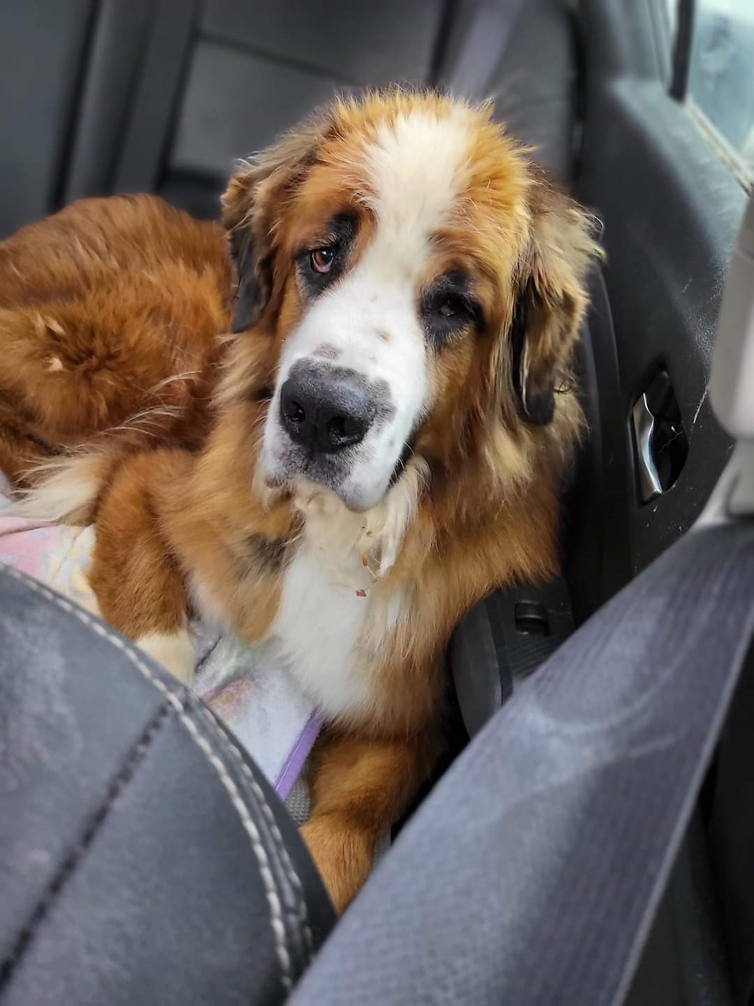 Sampson - Saint Bernard Rescue Foundation, Inc.