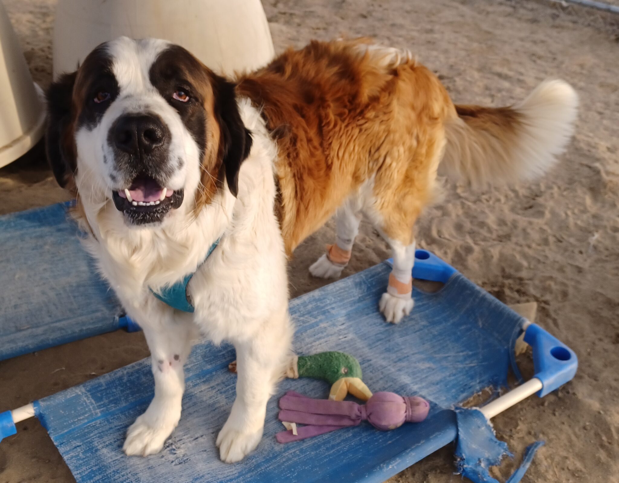 Frank - Saint Bernard Rescue Foundation, Inc.