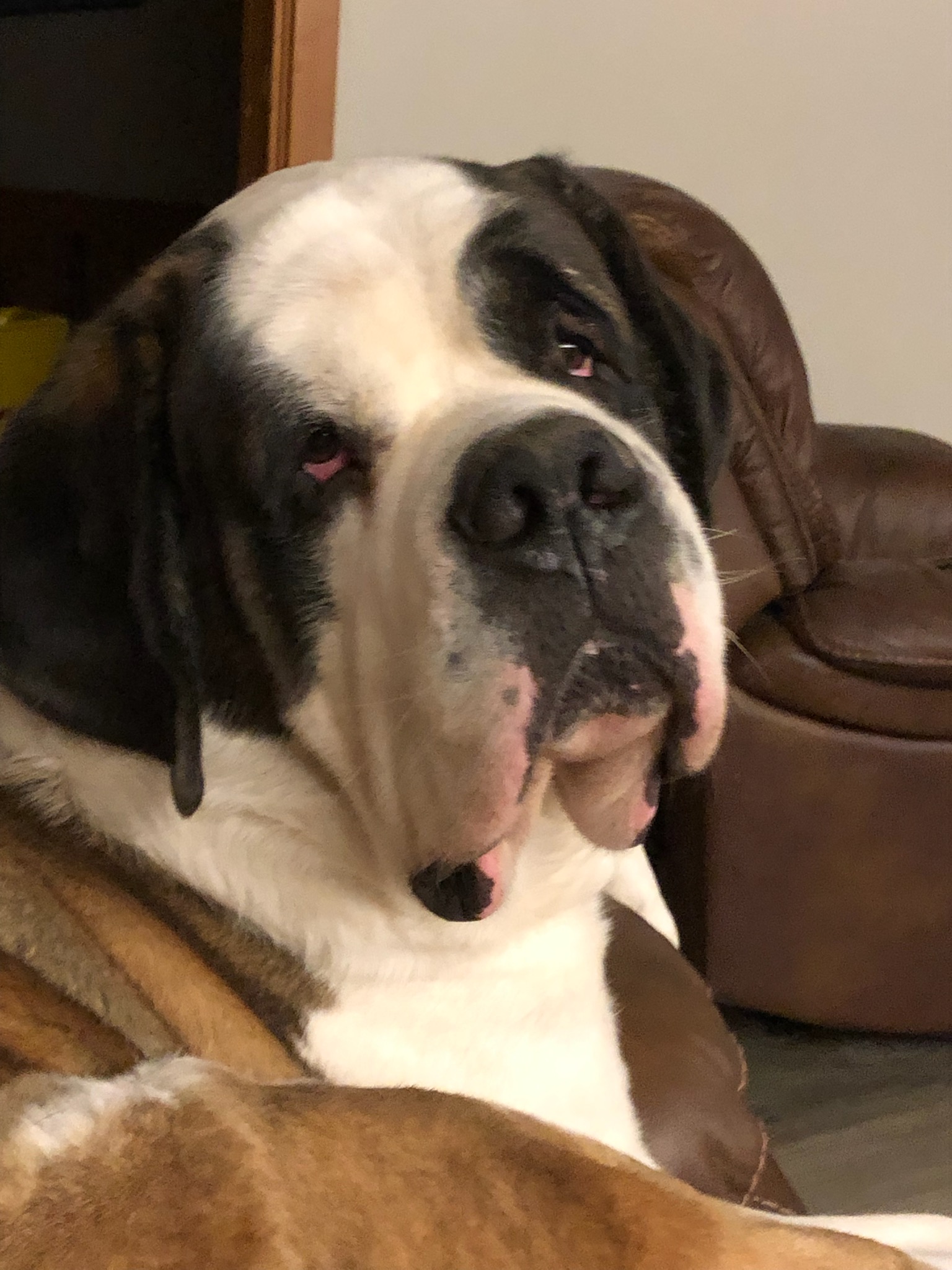 Blaze - Adopted 1/14/2025 - Saint Bernard Rescue Foundation, Inc.