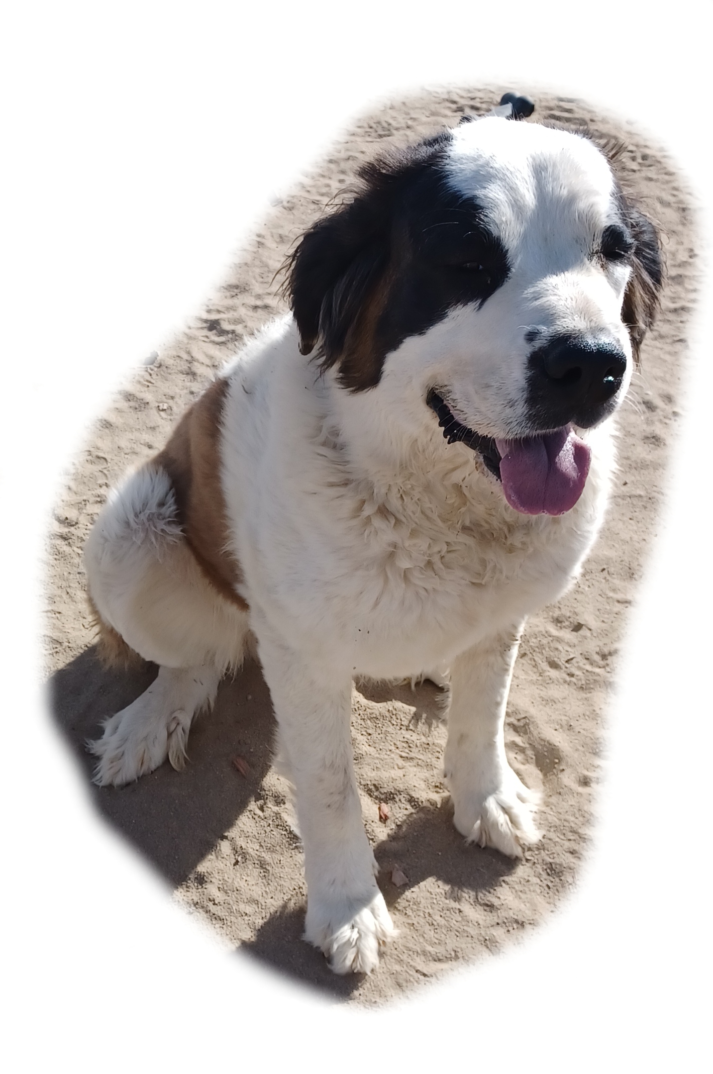 Meet Sunny - Saint Bernard Rescue Foundation, Inc.