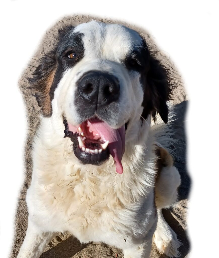 Meet Sunny - Saint Bernard Rescue Foundation, Inc.