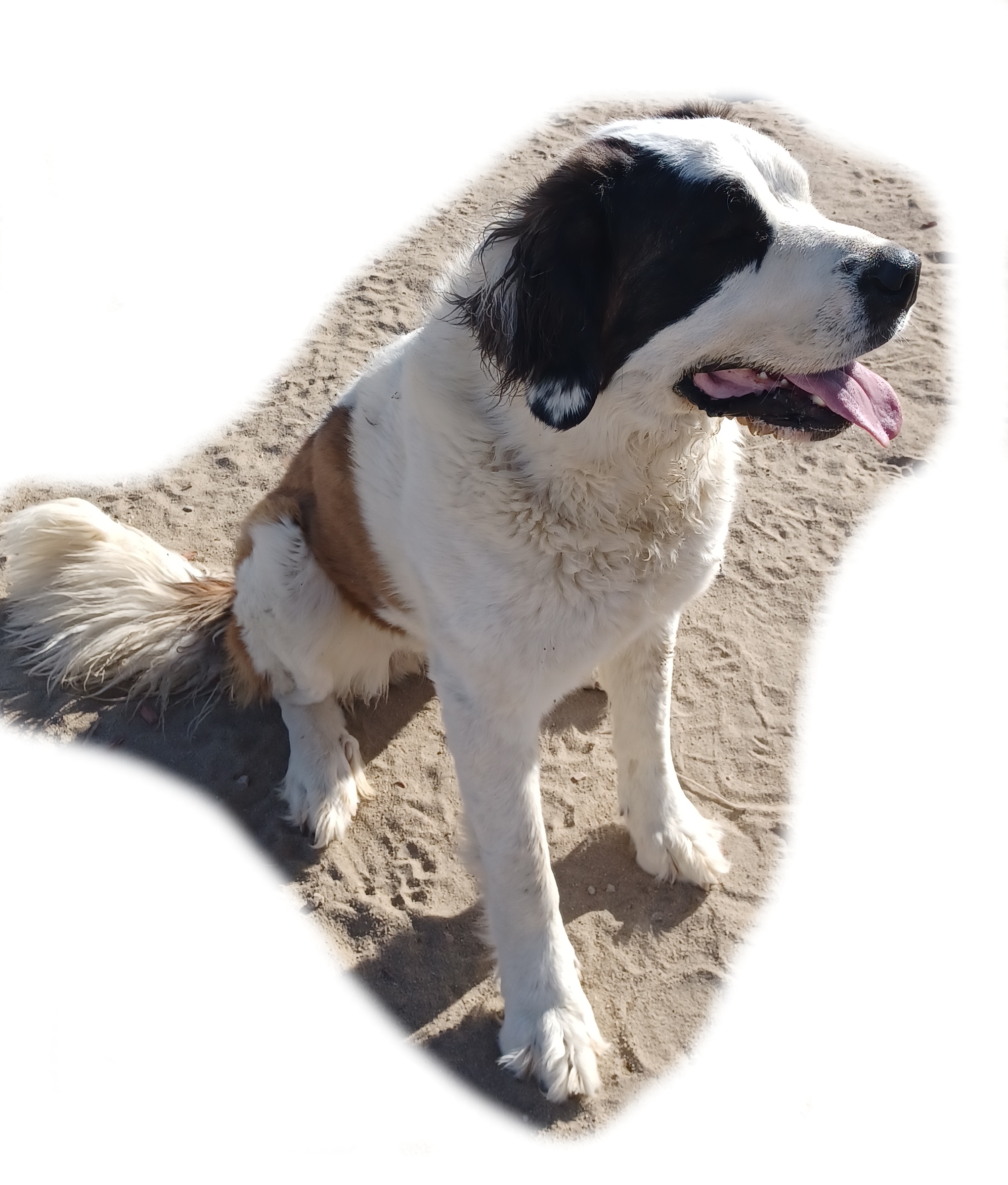 Meet Sunny - Saint Bernard Rescue Foundation, Inc.