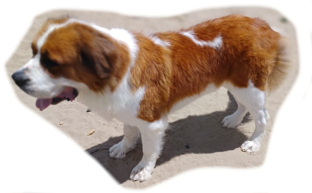 Lucy - Saint Bernard Rescue Foundation, Inc.