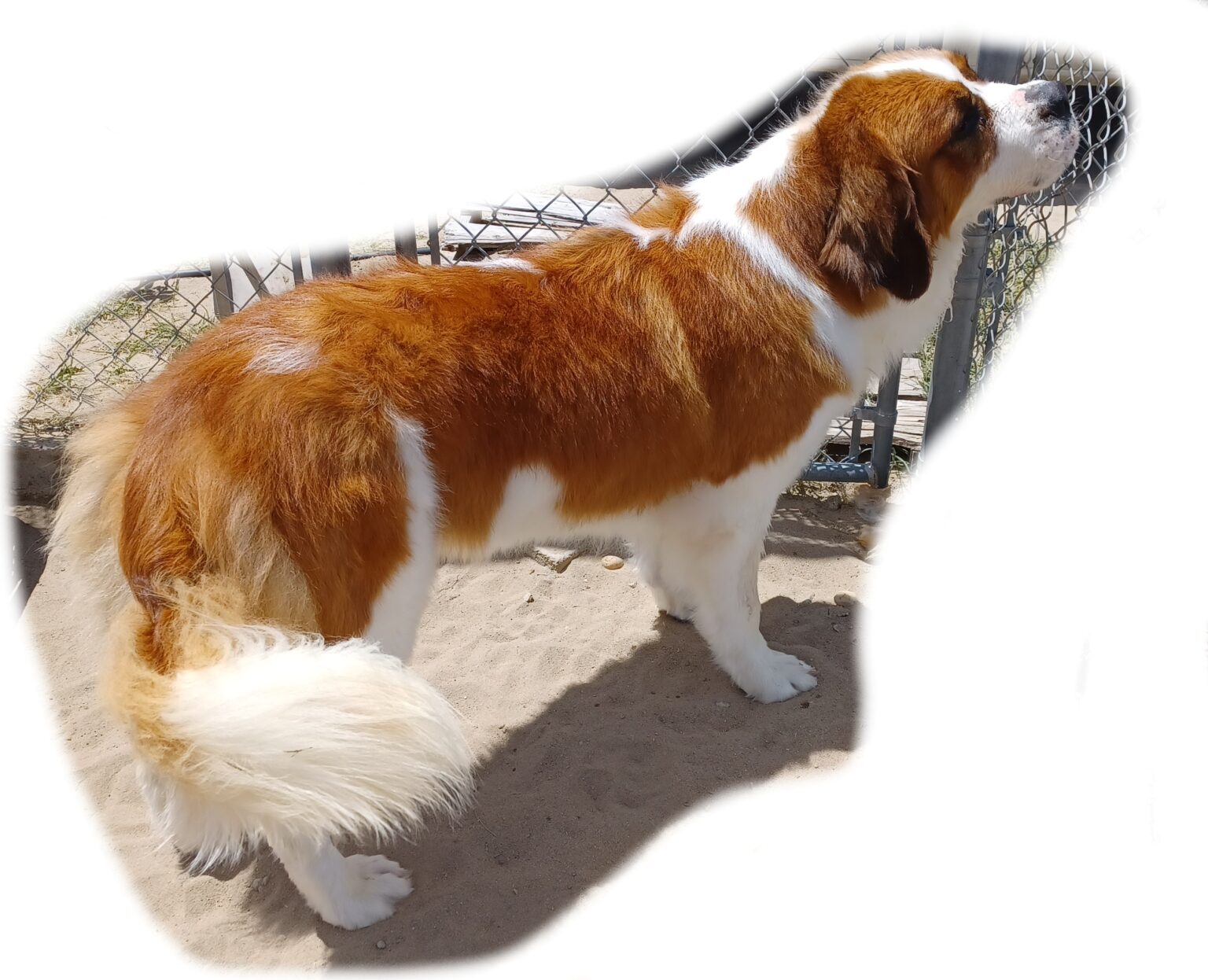 Lucy - Saint Bernard Rescue Foundation, Inc.