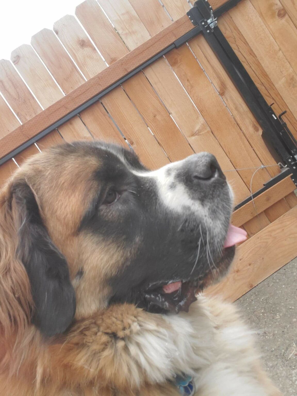 Macy - Saint Bernard Rescue Foundation, Inc.