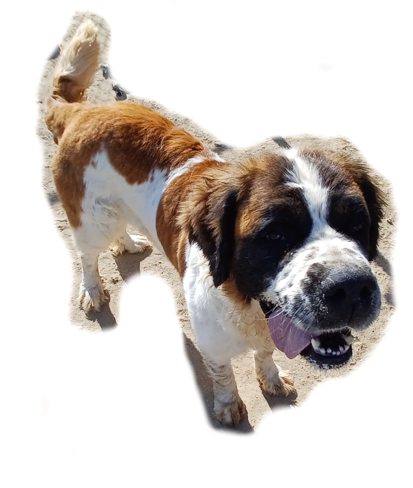 DAISY 2 - Saint Bernard Rescue Foundation, Inc.