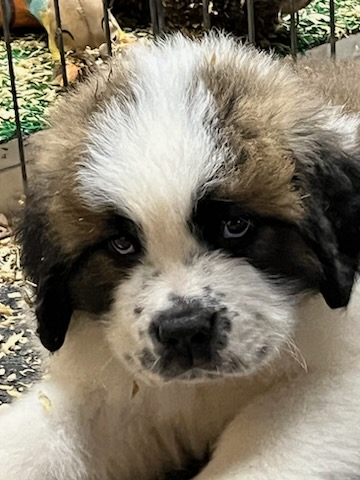 St. Bernard Puppies - Texas ADOPTED! - Saint Bernard Rescue Foundation ...