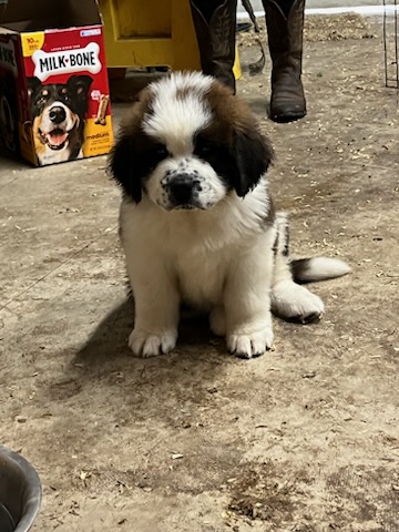 St. Bernard Puppies - Texas ADOPTED! - Saint Bernard Rescue Foundation ...