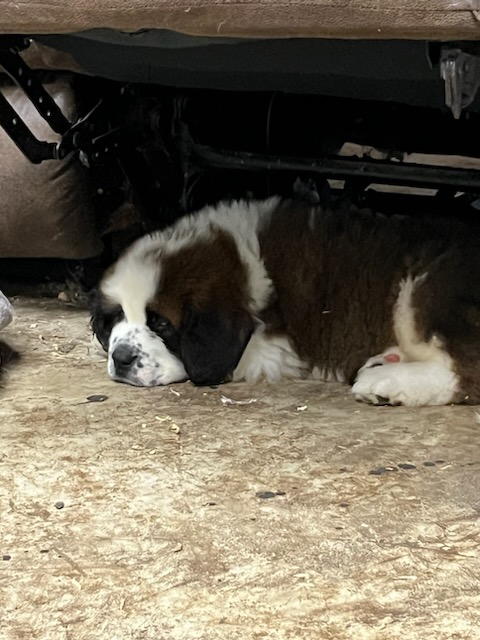 St. Bernard Puppies - Texas ADOPTED! - Saint Bernard Rescue Foundation ...