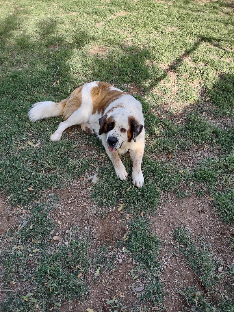 Emma - Saint Bernard Rescue Foundation, Inc.